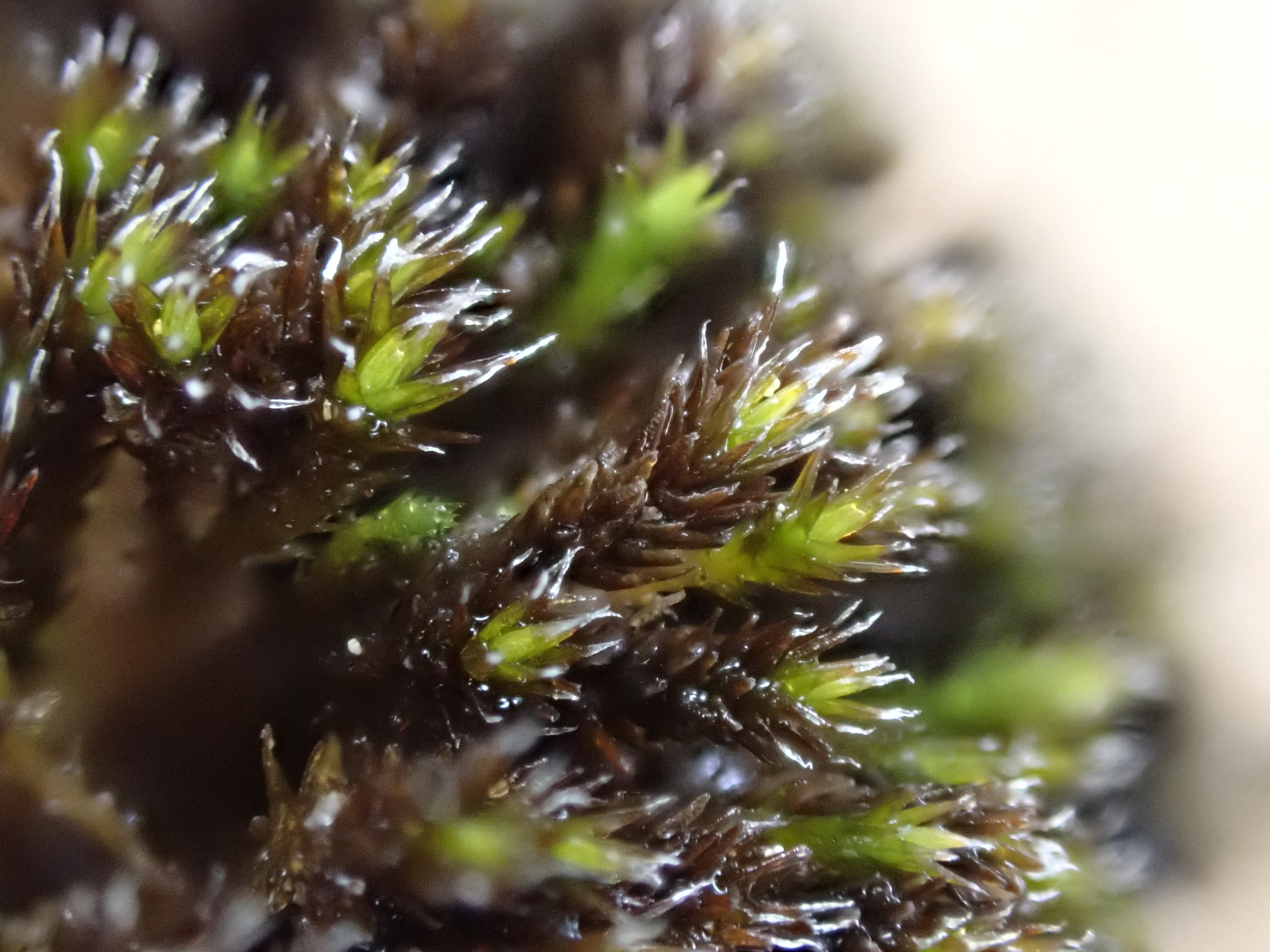 Grimmia teretinervis Limpricht, 1884