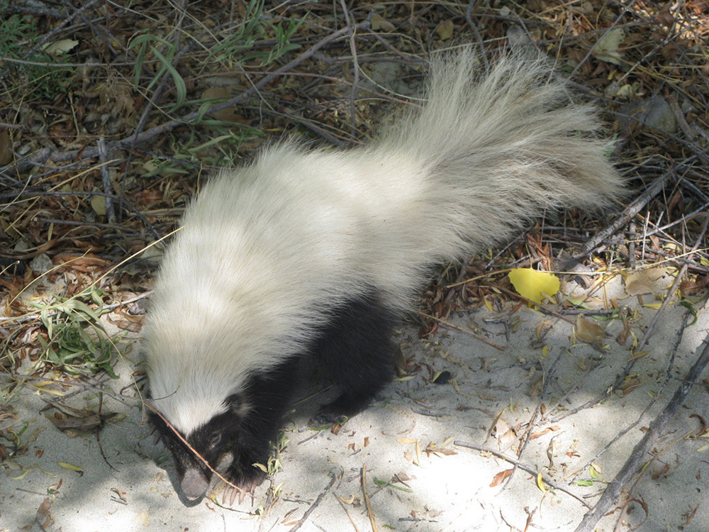 American Hog-nosed Skunk (Wildlife and Wildflowers of Texas - Mammals ...