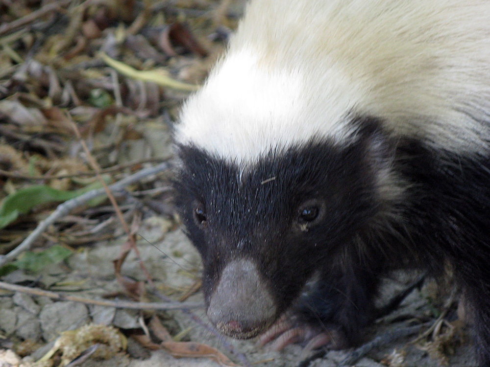 American Hog-nosed Skunk (Wildlife and Wildflowers of Texas - Mammals ...
