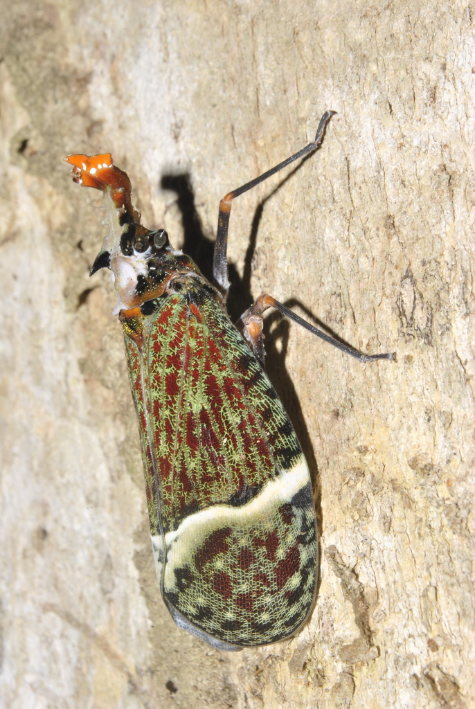 Dragon-headed Bugs from La Ceiba, Honduras on July 31, 2015 at 10:47 PM ...
