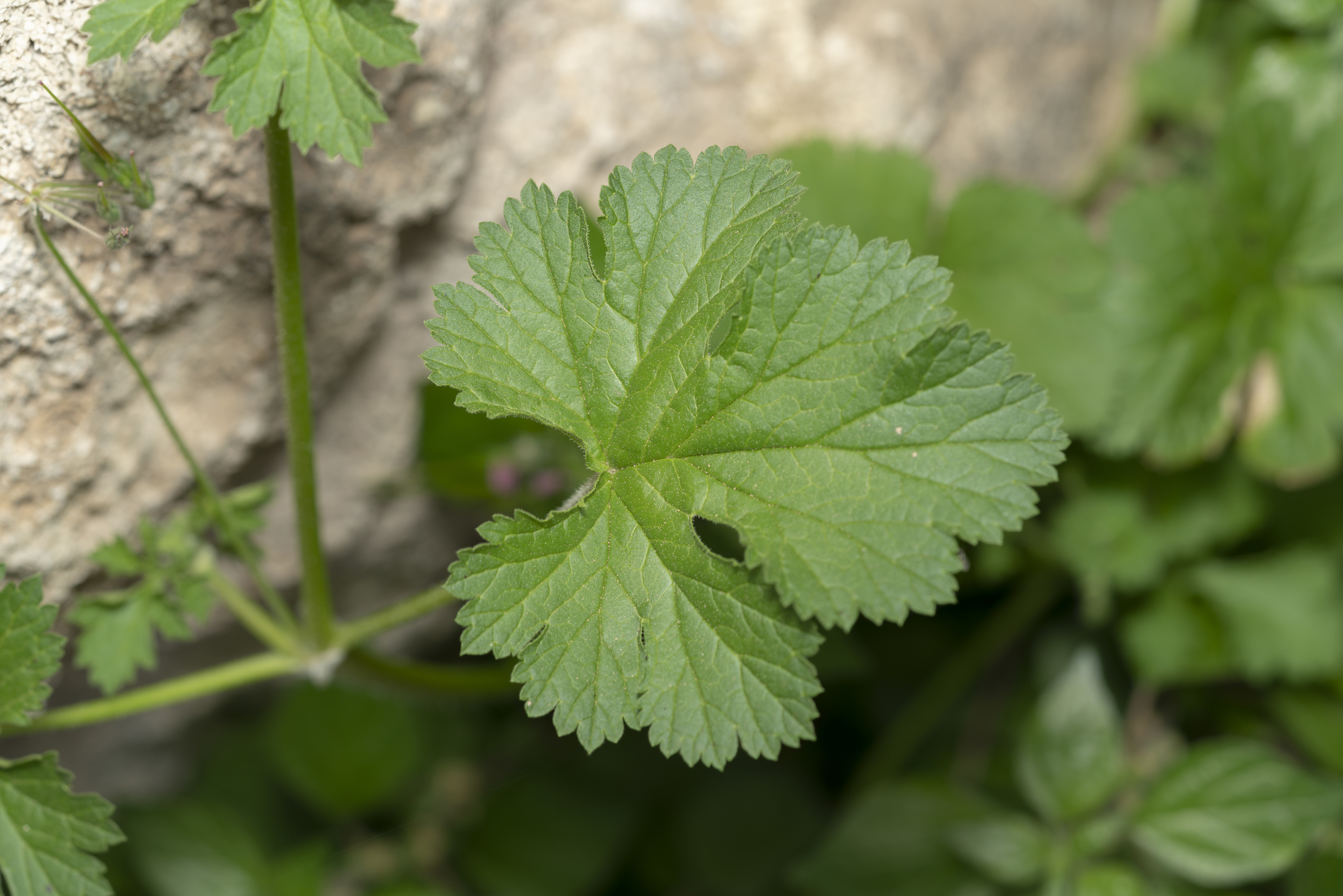Erodium chium (Burm.fil.) Willd.