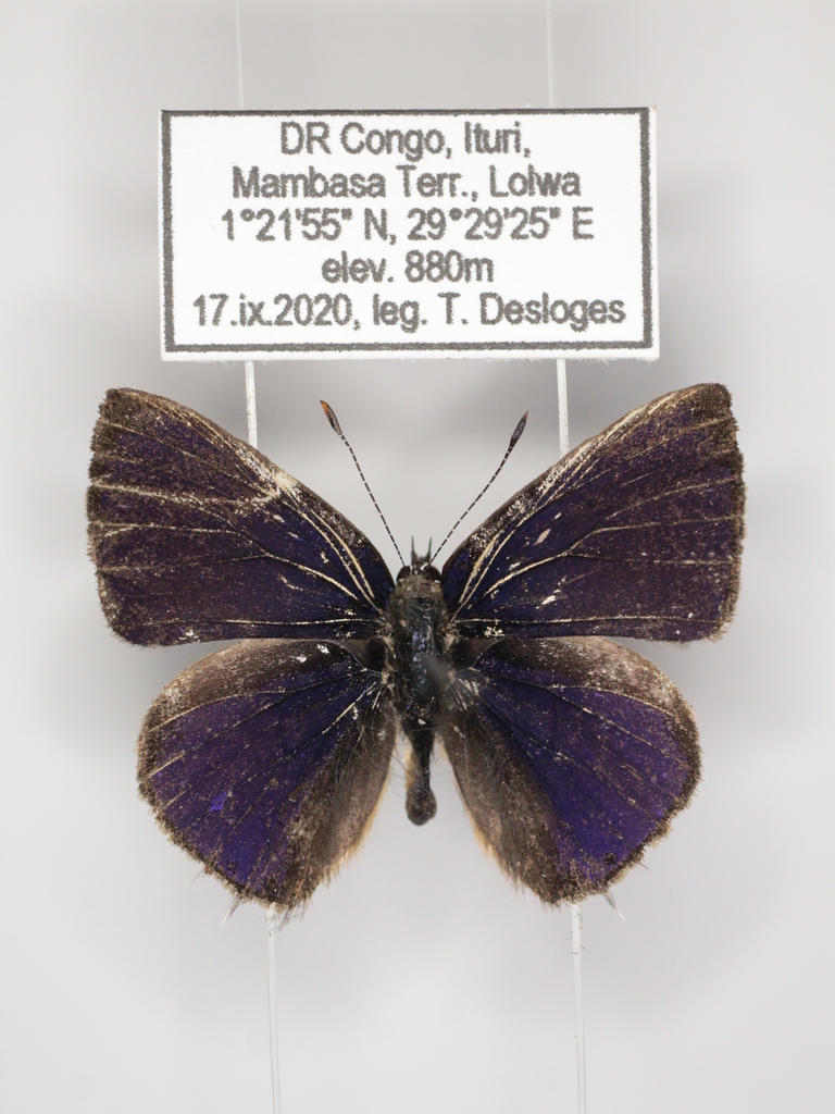 Anthene ligures ligures from Lolwa F1, Democratic Republic of the Congo ...