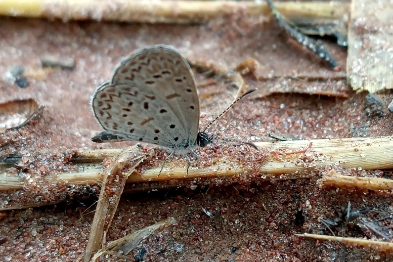 Cyna Blue from Bela Vista, Rio Claro - SP, Brasil on March 10, 2021 at ...