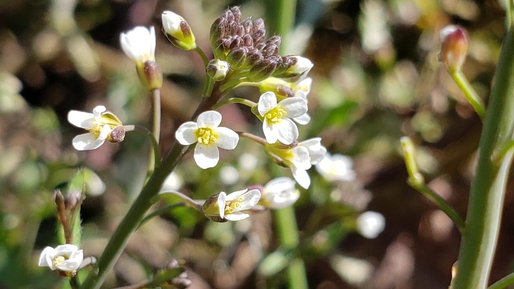 mouse-ear cress in March 2021 by Gavin Slater · iNaturalist