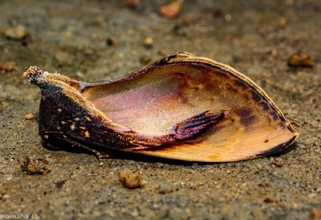Crinodes bellatrix from Popayán-La Plata, La Plata, Huila, Colombia on ...
