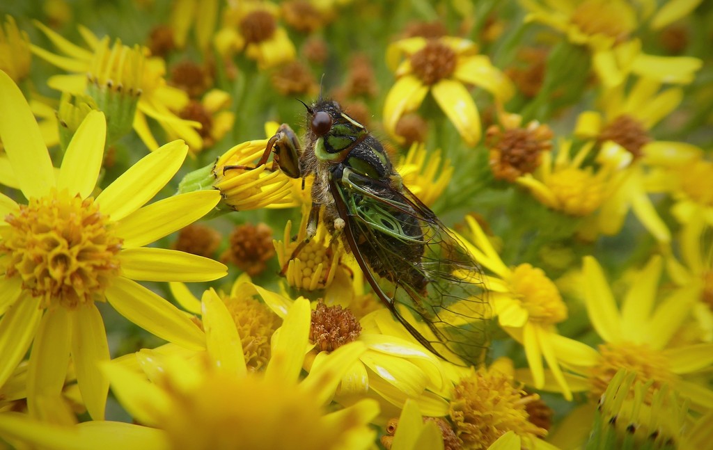 Pink Cicada from Akatore, New Zealand on March 5, 2021 at 11:51 AM by ...