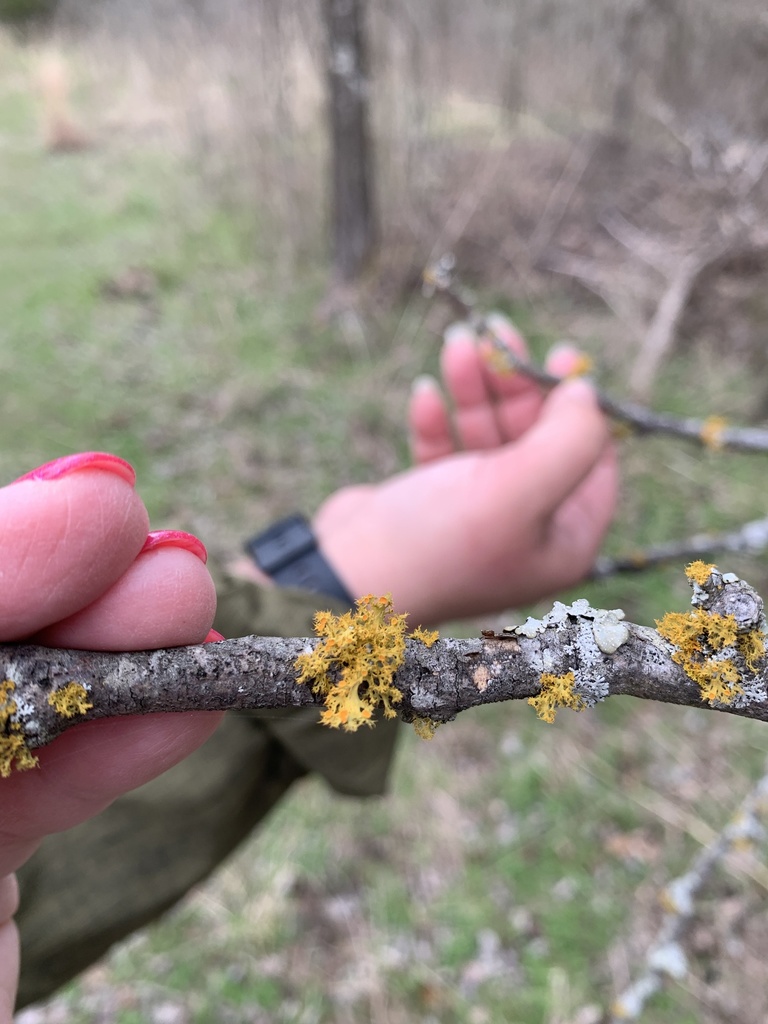 Golden-eye Lichen from Hagerman National Wildlife Refuge, Pottsboro, TX ...