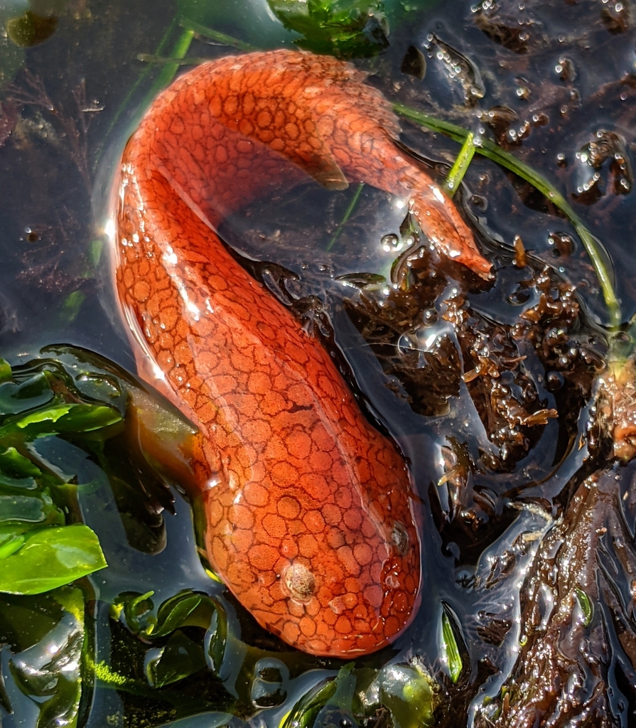 Slimy Snailfish from Cayucos, CA 93430, USA on March 09, 2021 at 04:06 ...