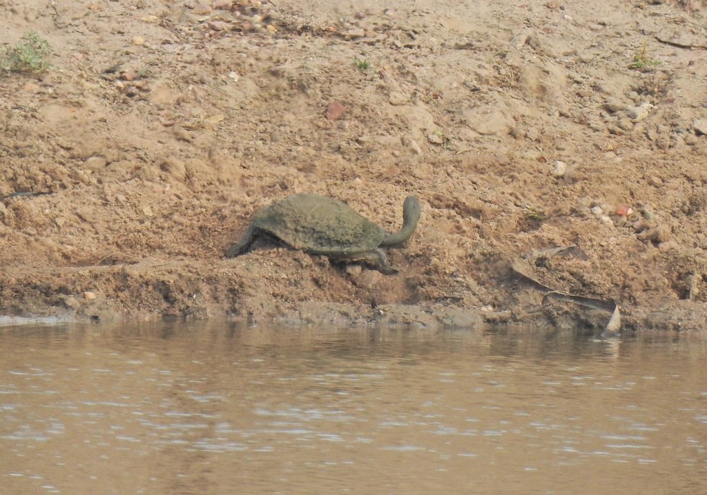 Broad-shelled Turtle from Coolmunda QLD 4387, Australia on March 7 ...