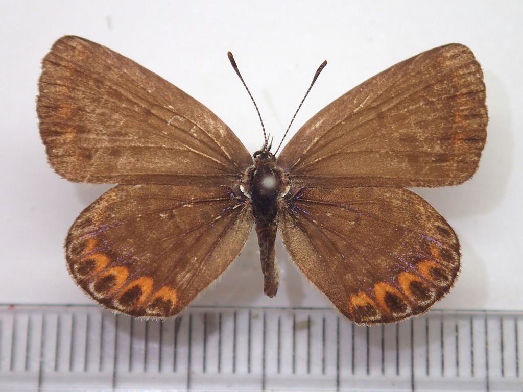 Reverdin's Blue from 日本、〒399-8204 長野県安曇野市豊科高家 on August 12, 1995 by Y ...