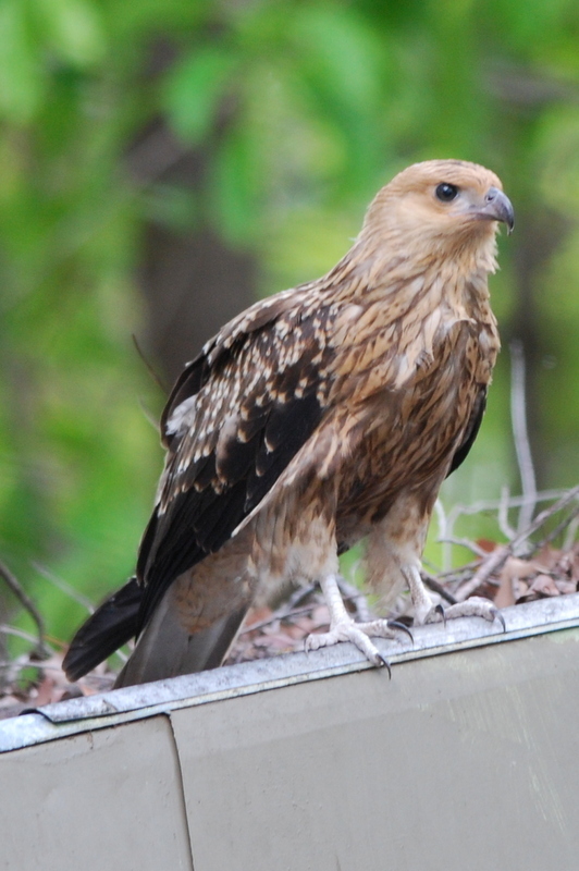 Whistling Kite (Wonga Wetlands 2018 (Top 50)) · iNaturalist