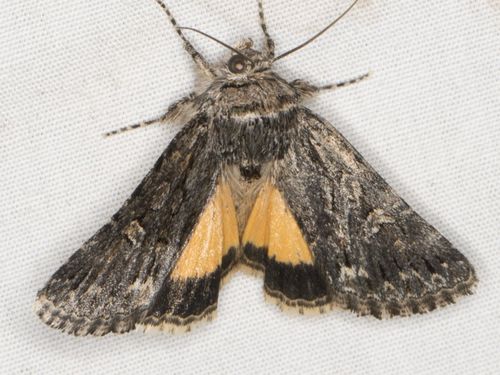 Sympistis euta · iNaturalist Mexico