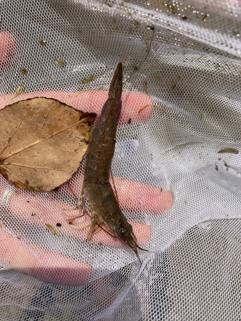 Greasyback shrimp from Lantau Island, Lantau Island, New Territories ...