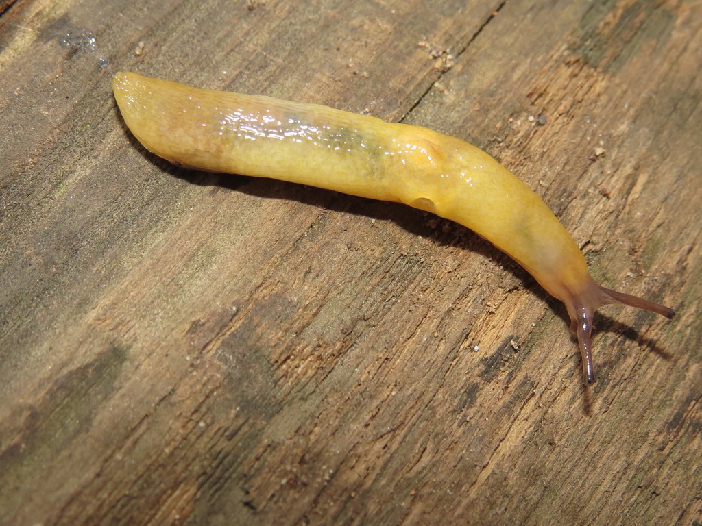 Lemon Slug from England, United Kingdom on November 1, 2015 at 01:37 PM ...
