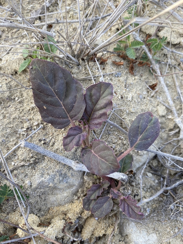 scarlet spiderling from Government Cove, Roma, TX, US on March 10, 2021 ...