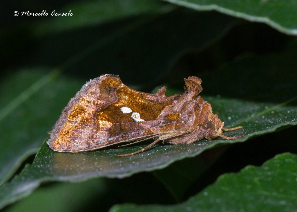 Tomato Looper (Noctuidae of Africa) · iNaturalist