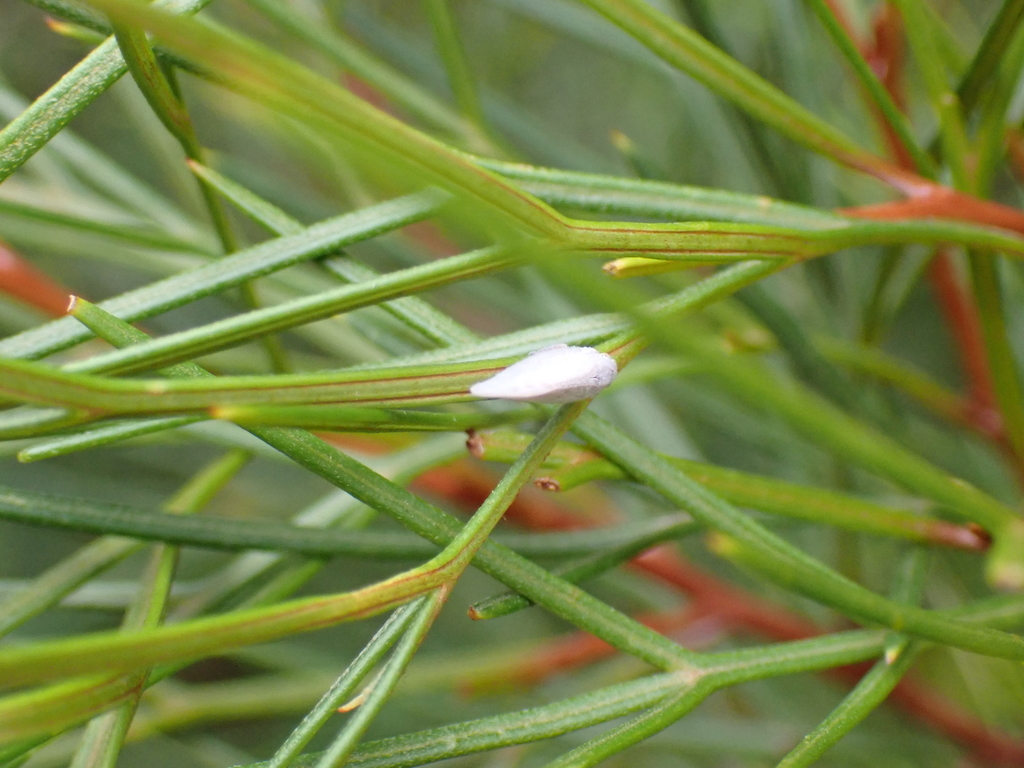 Grey planthopper from Melbourne VIC, Australia on March 11, 2021 at 04: ...
