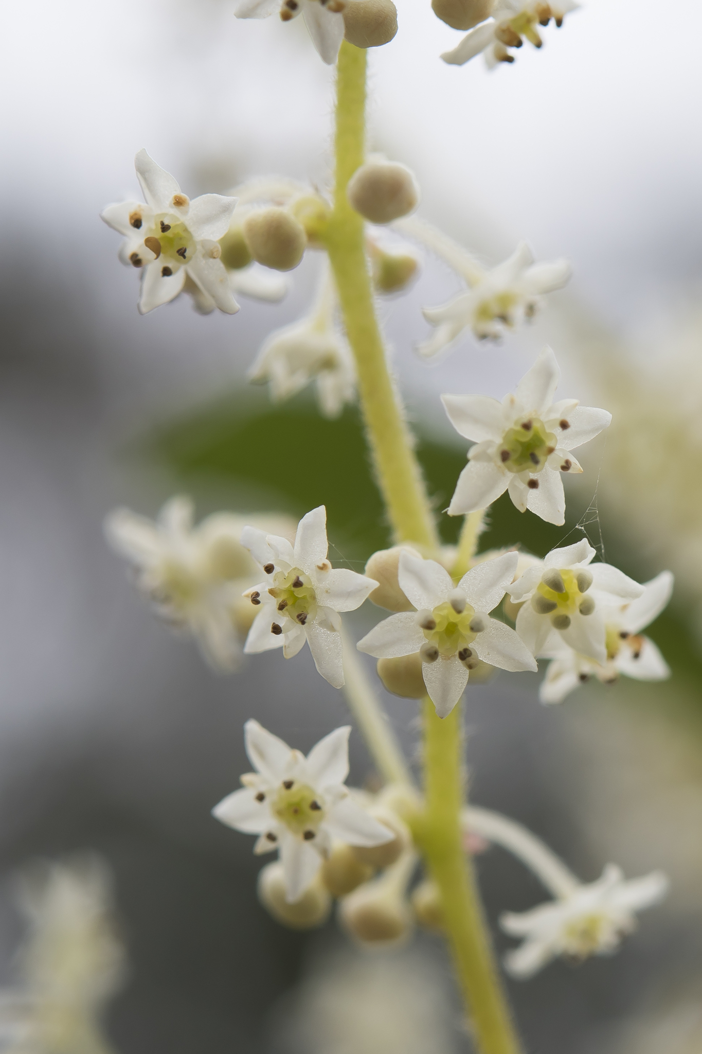 Trymalium odoratissimum Lindl.