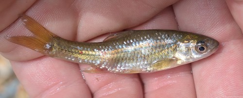 Labeobarbus polylepis · NaturaLista Colombia