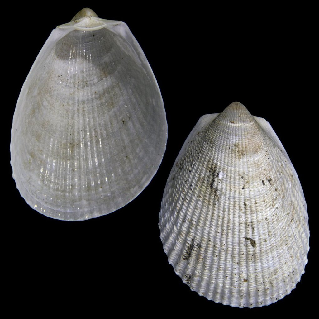 Limatula hodgsoni from McMurdo Station, Antarctica on December 15, 2010 by Fabio Moretzsohn. An ...