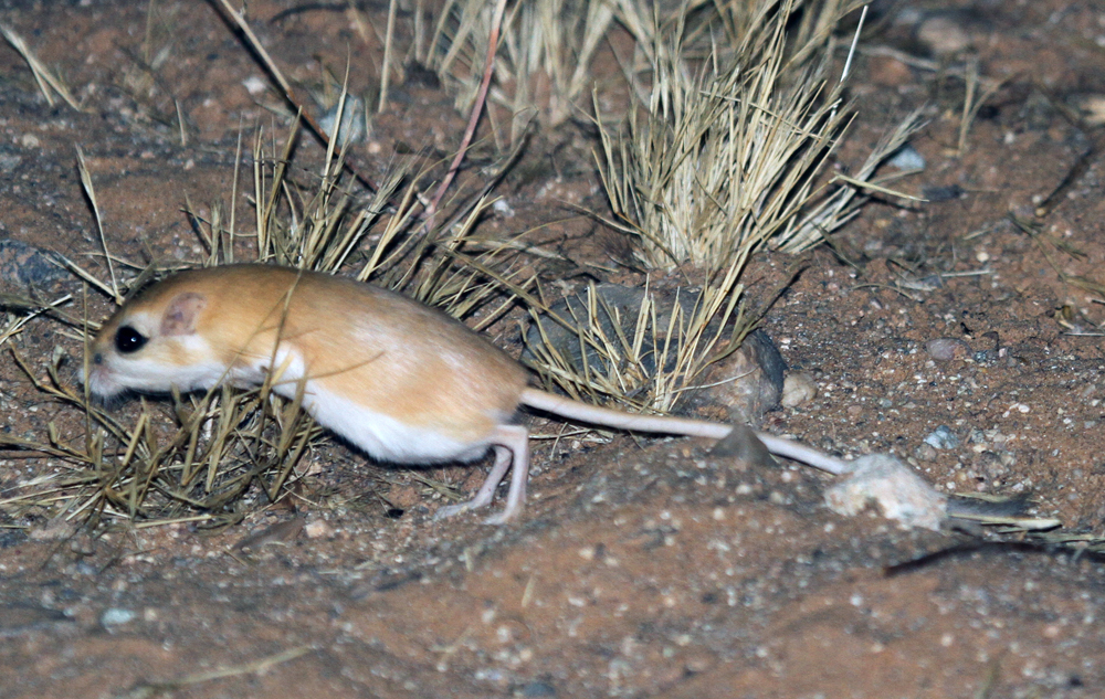 Lesser Egyptian Gerbil (Gerbillus gerbillus) - Know Your Mammals