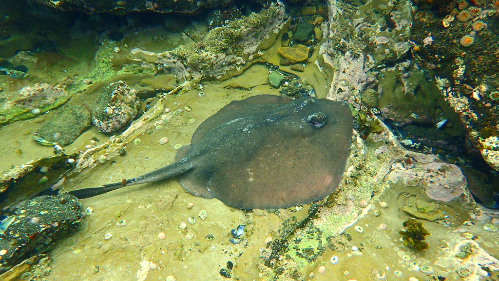 Eastern Shovelnose Stingaree (Trygonoptera imitata) - Marine Life ...