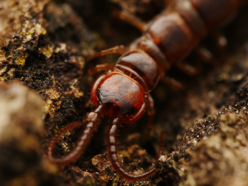 Lithobius (Organisms of the Alouette Watershed) · iNaturalist