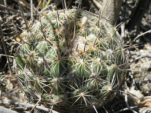 (Coryphantha pallida subsp. pallida)