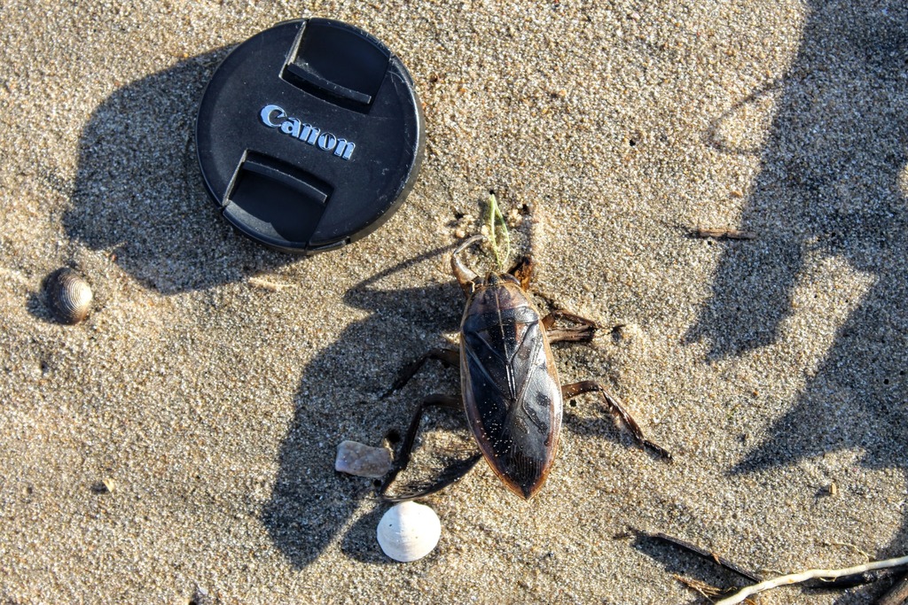 Great Waterbug from North Uthungulu, South Africa on March 05, 2021 at ...