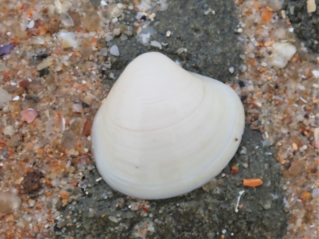 Callocardia guttata from Queensland, Australia on March 11, 2021 at 11:46 AM by Adrian Gale ...
