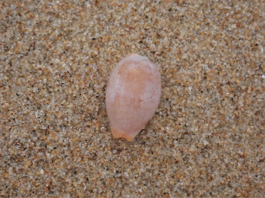 grape cowrie from Queensland, Australia on March 11, 2021 at 11:52 AM ...