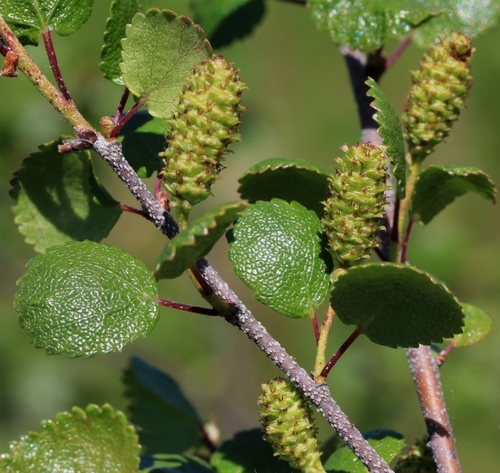 Subspecies Betula nana exilis · iNaturalist
