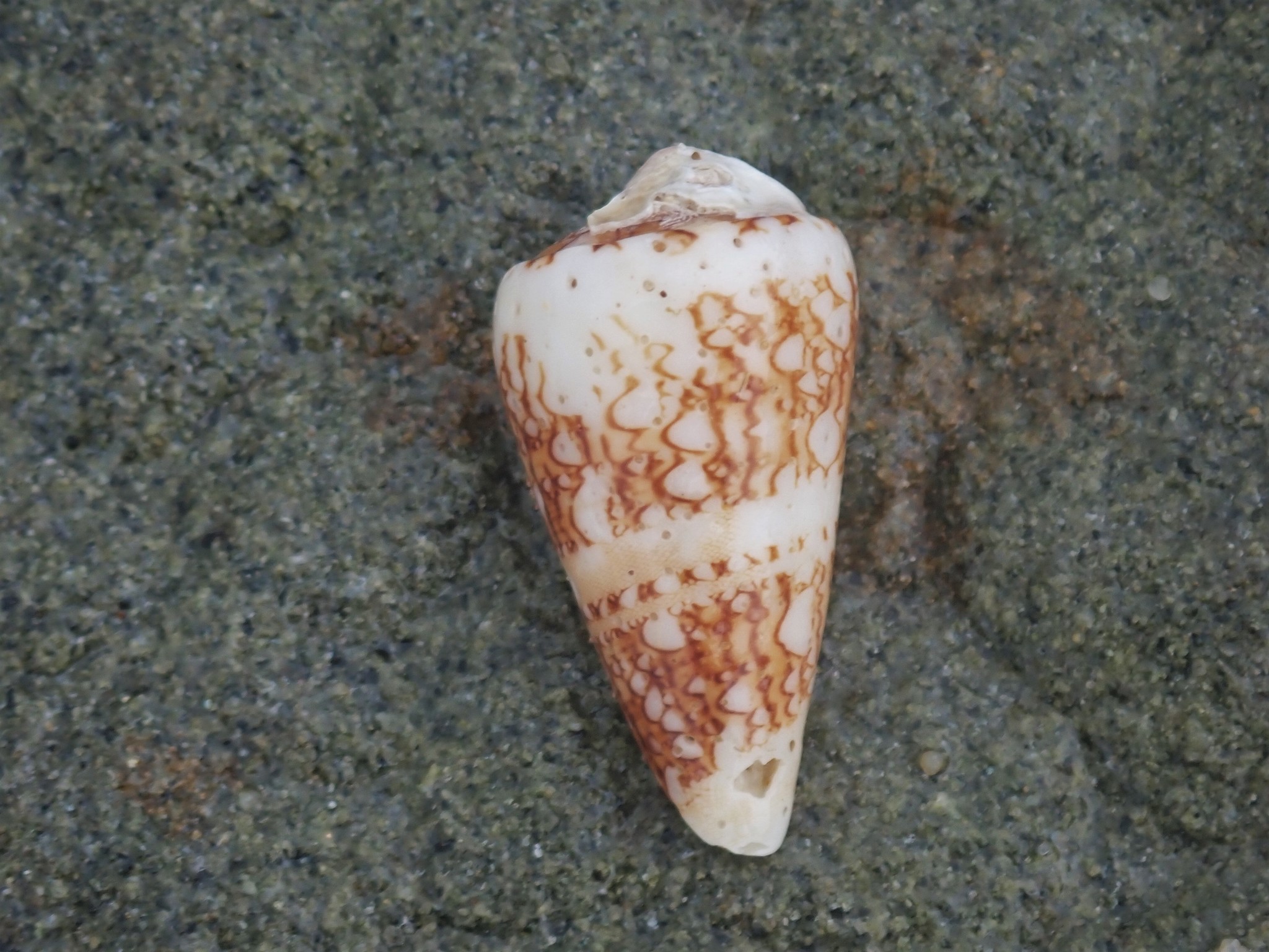 Conus ammiralis Linnaeus, 1758