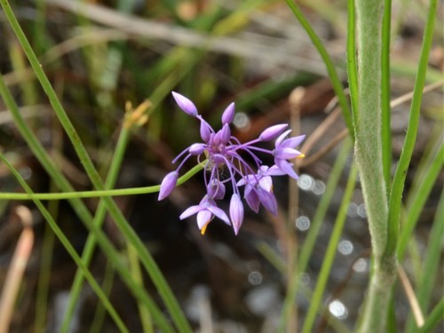 Sowerbaea alliacea · iNaturalist