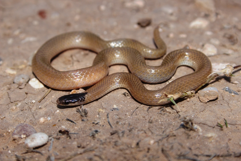 Plains Black-headed Snake from Midland County, TX, USA on May 26, 2014 ...