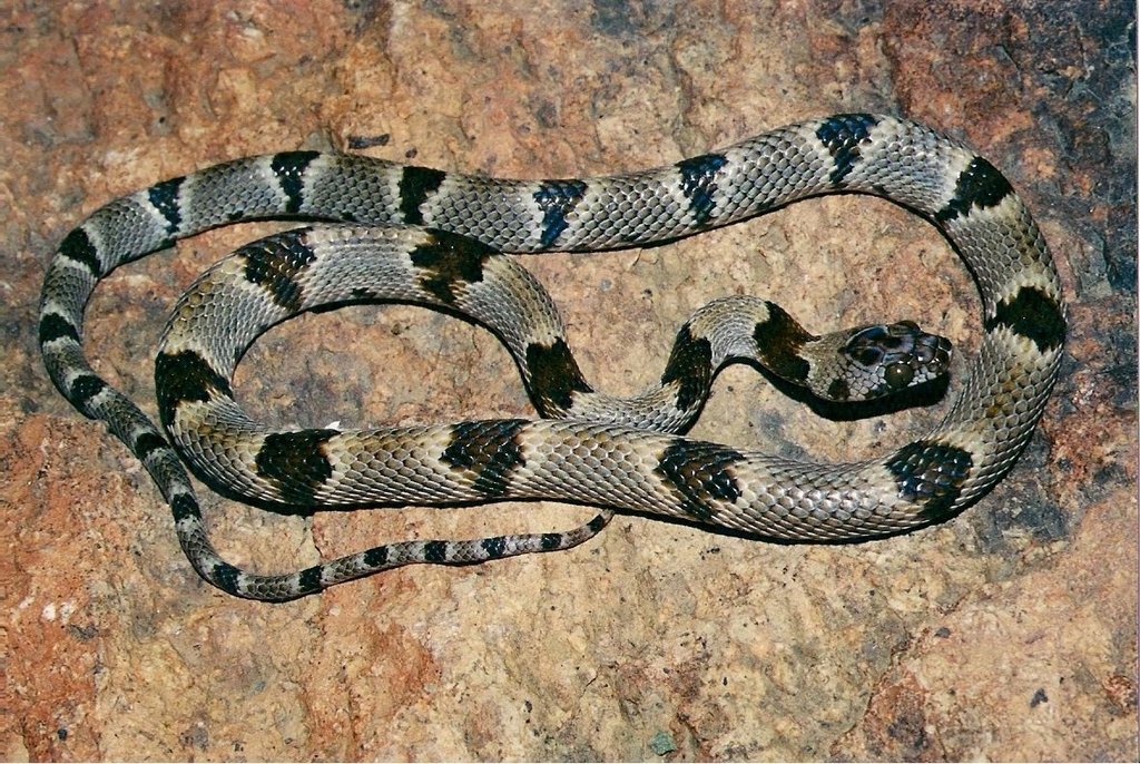 Texas Lyre Snake in May 2009 by Michael Price. Found in 1998 or 1999 ...