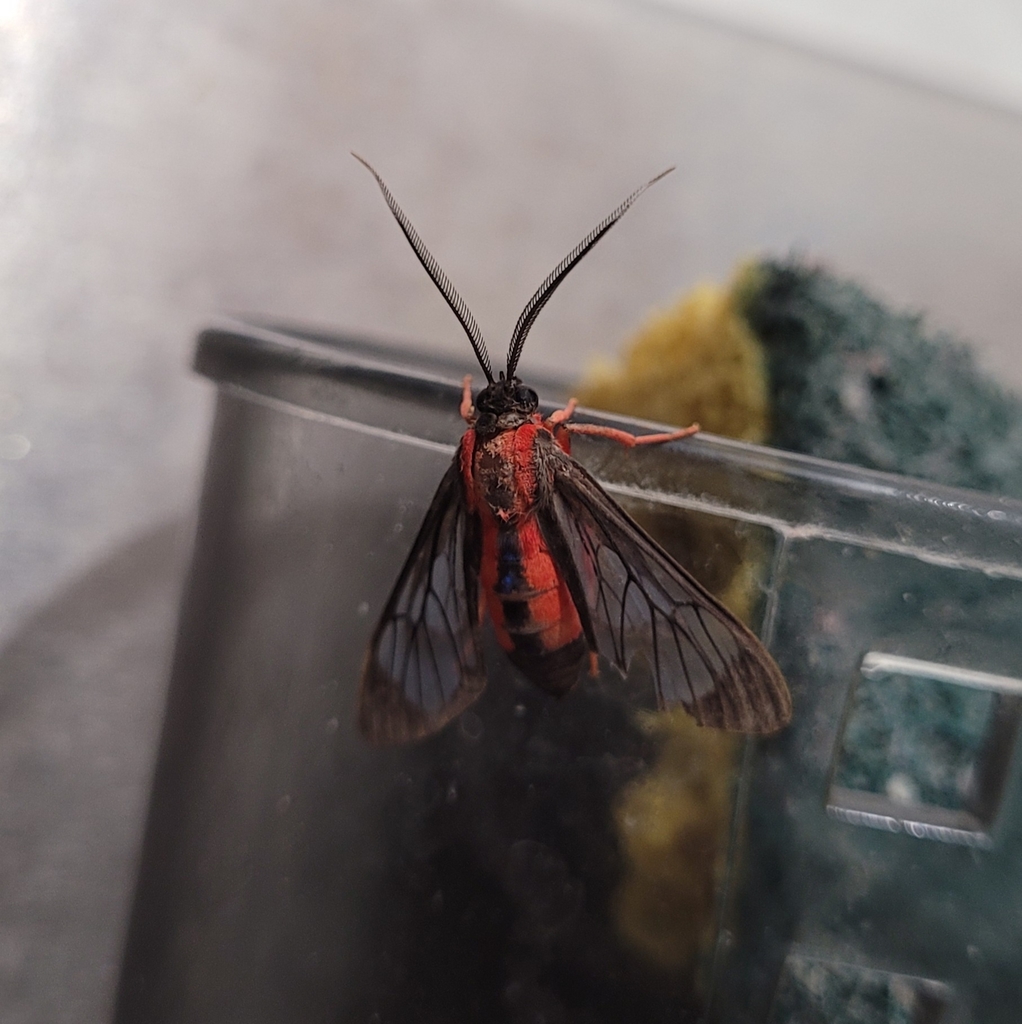 Scarlet-bodied Wasp Moth from La Torre, Lares 00669, Puerto Rico on ...