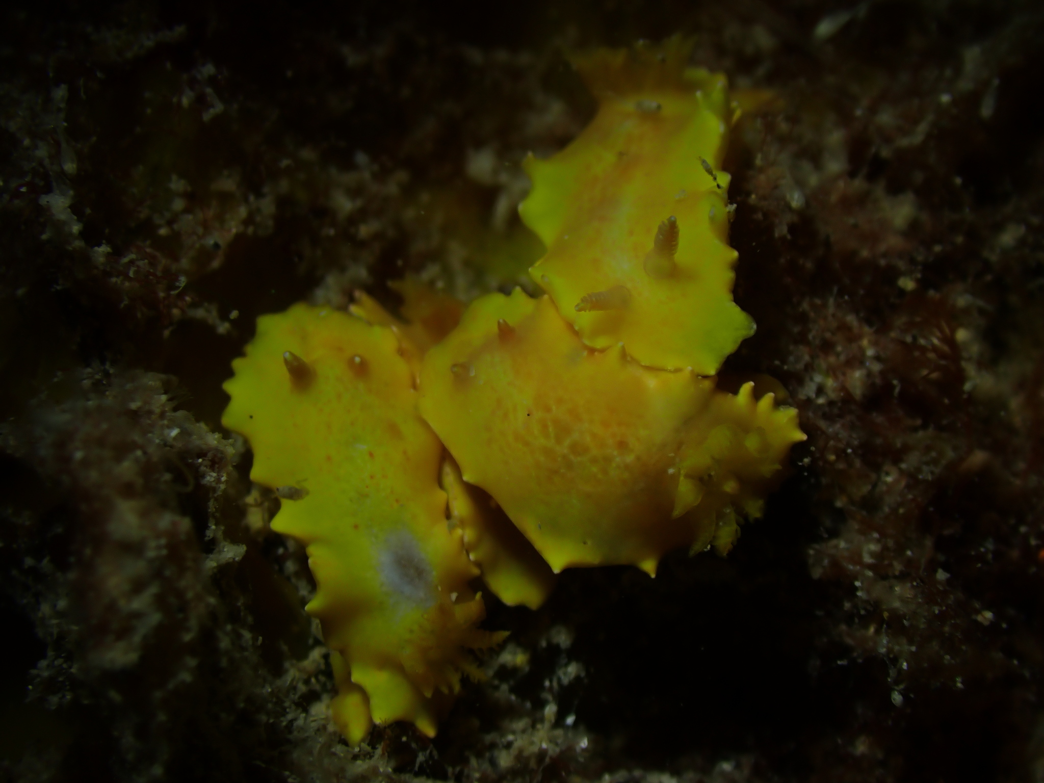 Verconia verconis (Basedow & Hedley, 1905)