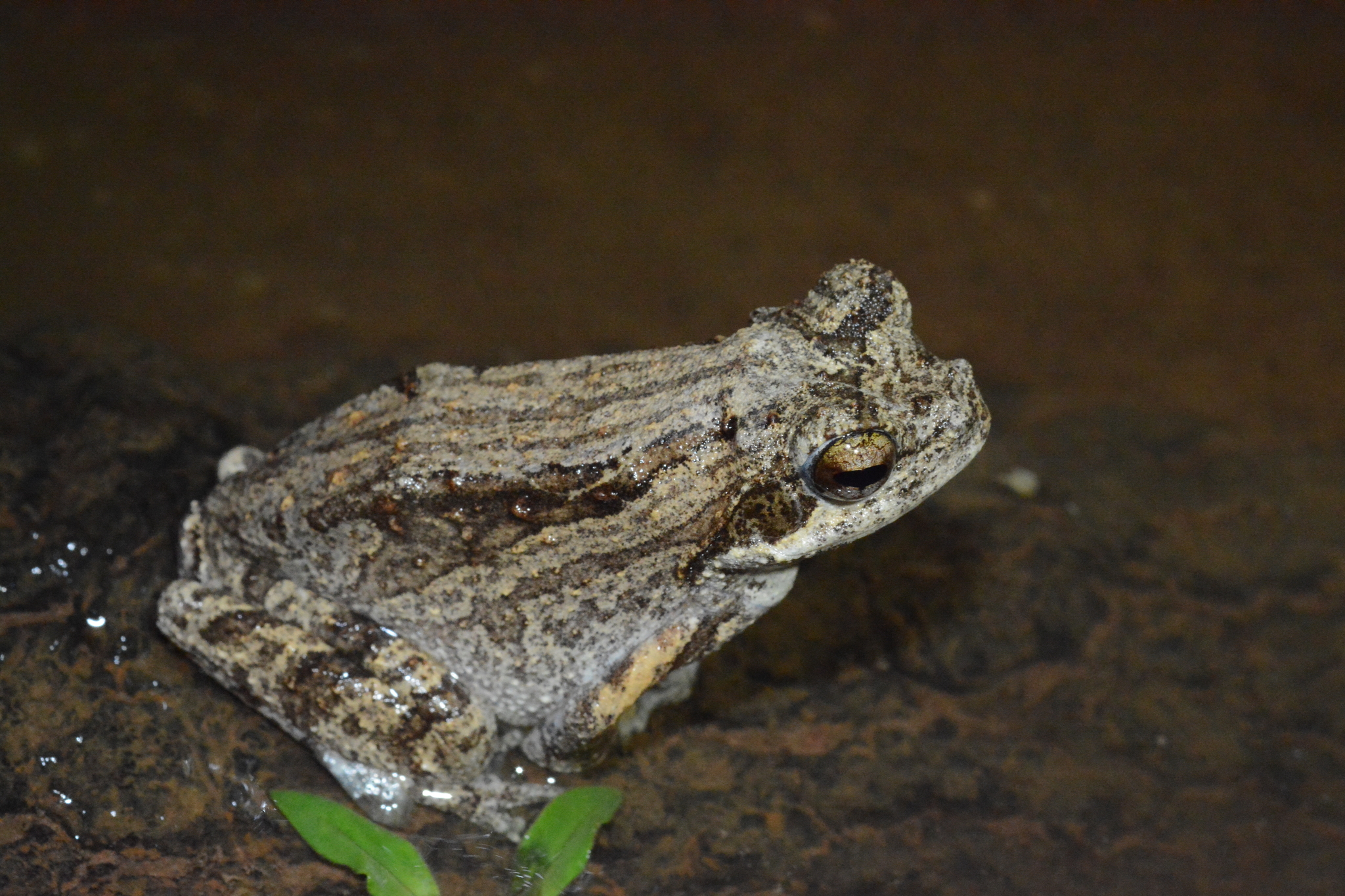 Chiromantis petersii Boulenger, 1882