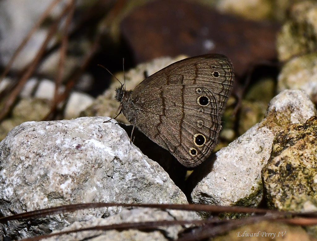 Intricate Satyr from 9110 SE Co Rd 337, Dunnellon, FL 34431, USA on ...