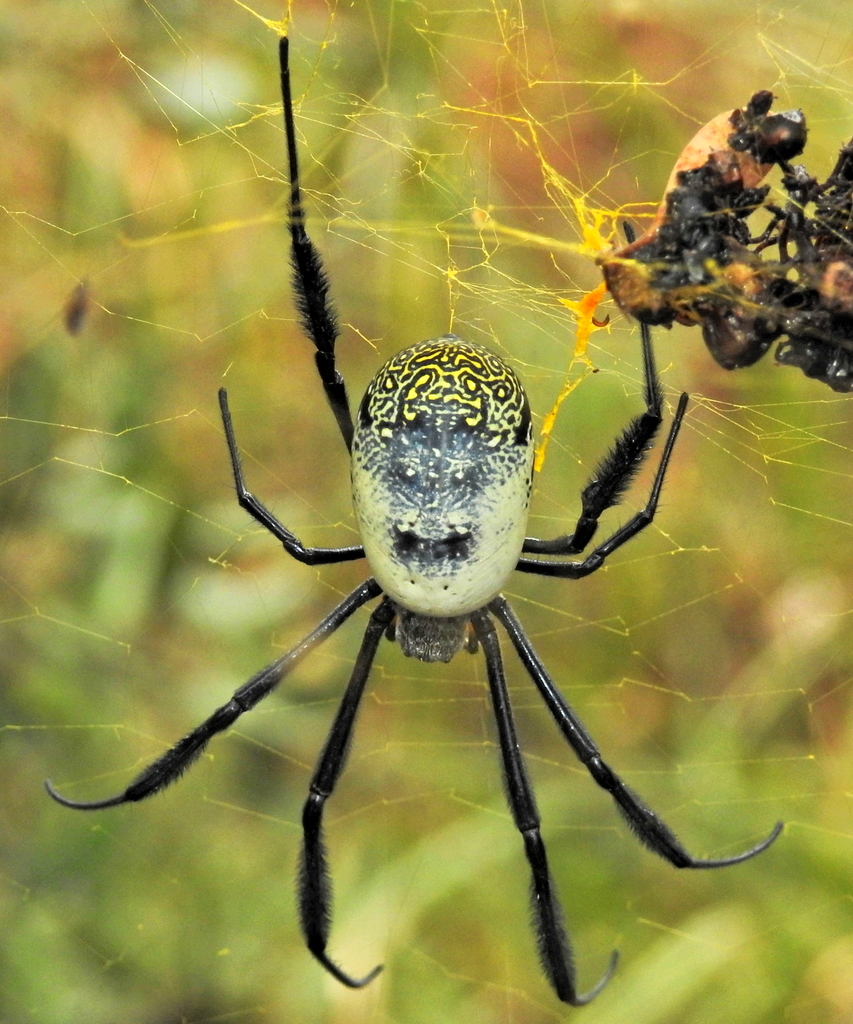 Southern Blackleg Orbweaver from Garden Route Botanical Garden on March ...
