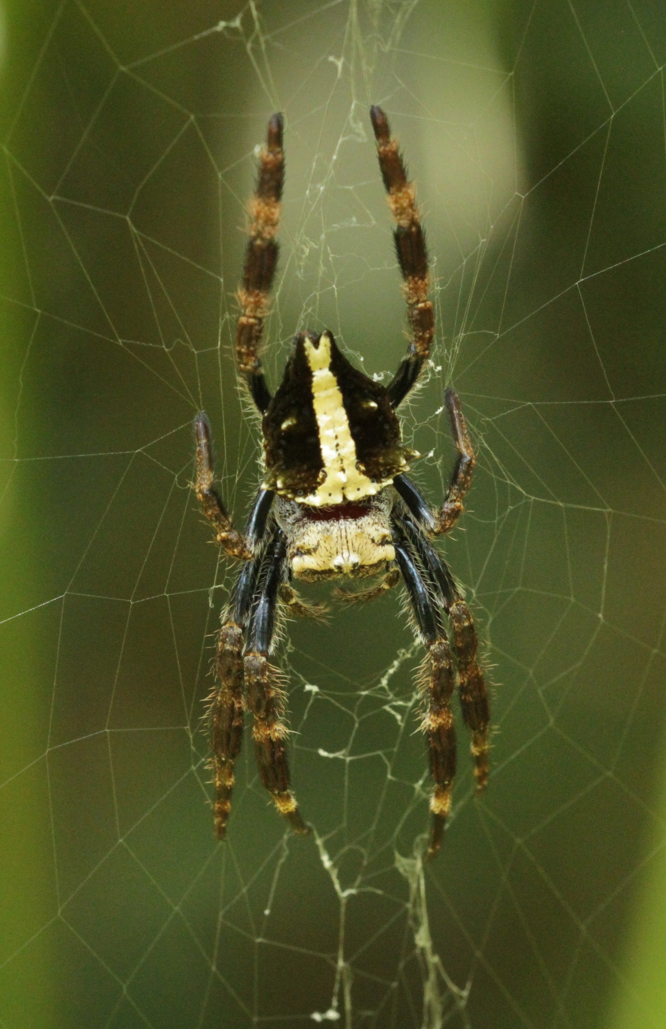 Caerostris extrusa Butler, 1882