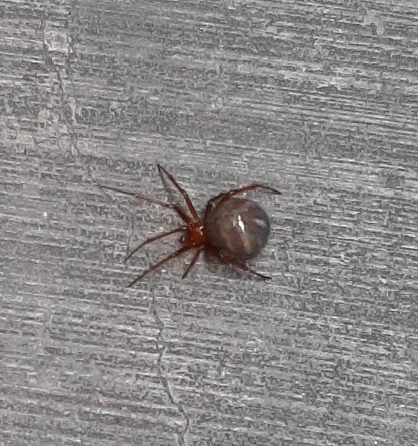 Red House Spider from Prol Benavides, Miraflores 15047, Peru on ...