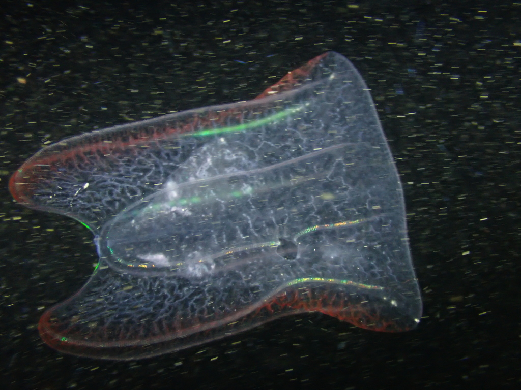 Winged Pocket Comb Jelly from Cockburn, WA, Australia on February 6 ...