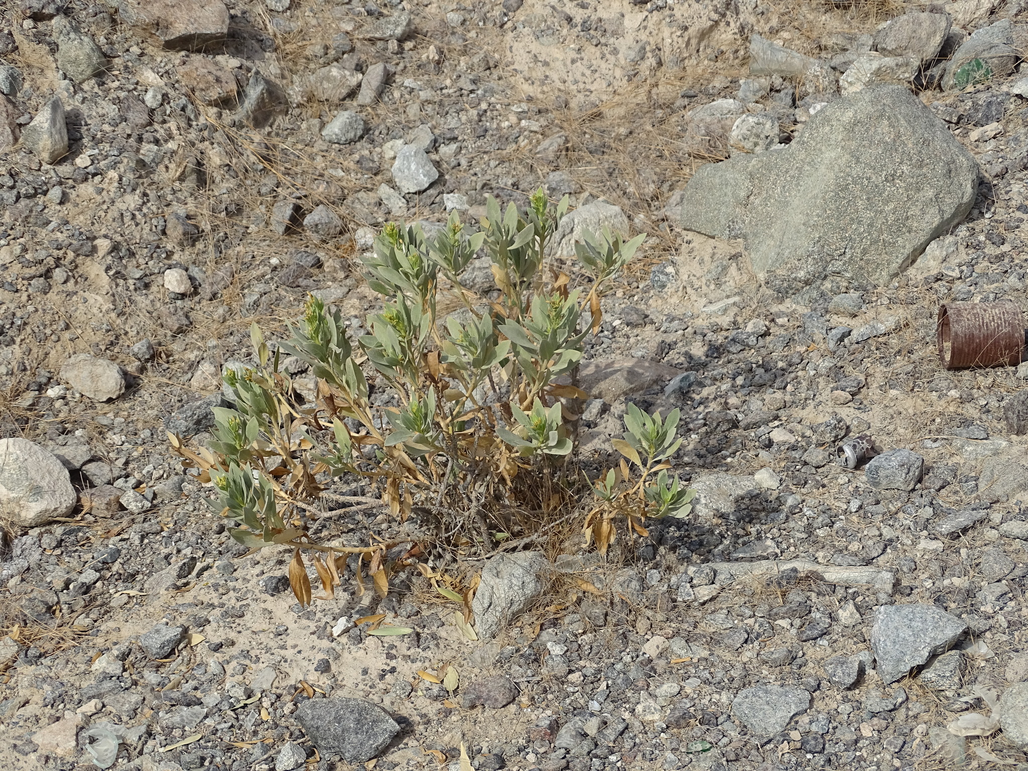 Rhazya stricta Decne.