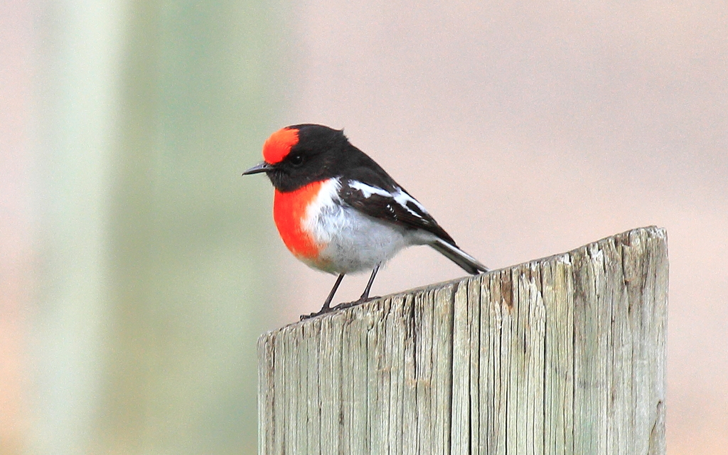 Red-capped Robin from Dubbo NSW 2830, Australia on August 18, 2011 at ...
