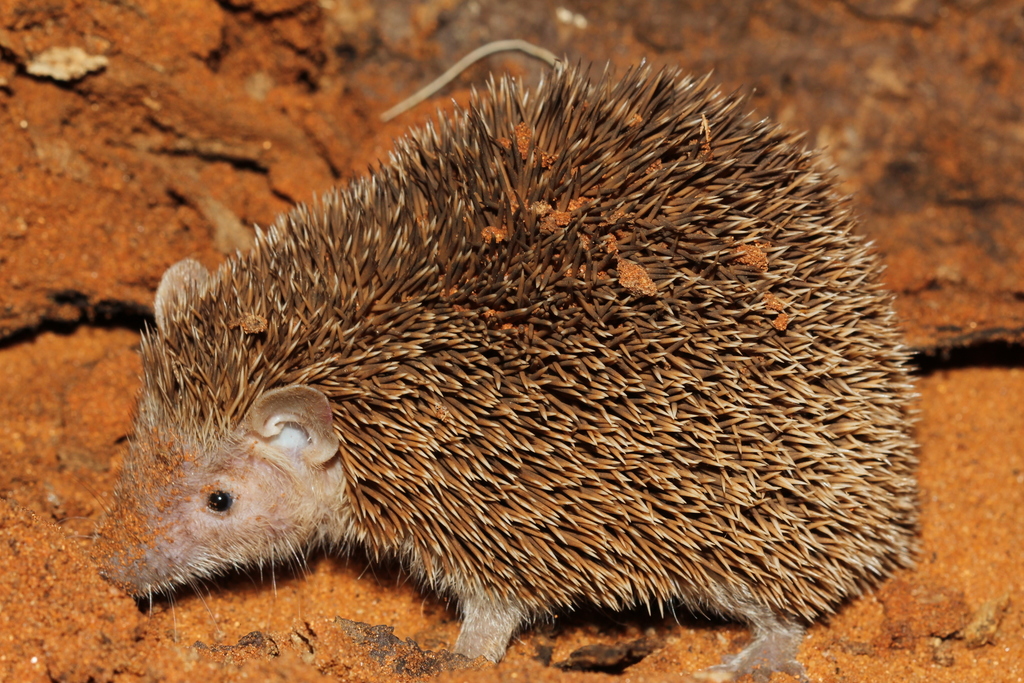 Tenrecs (Tenrecidae) - Know Your Mammals