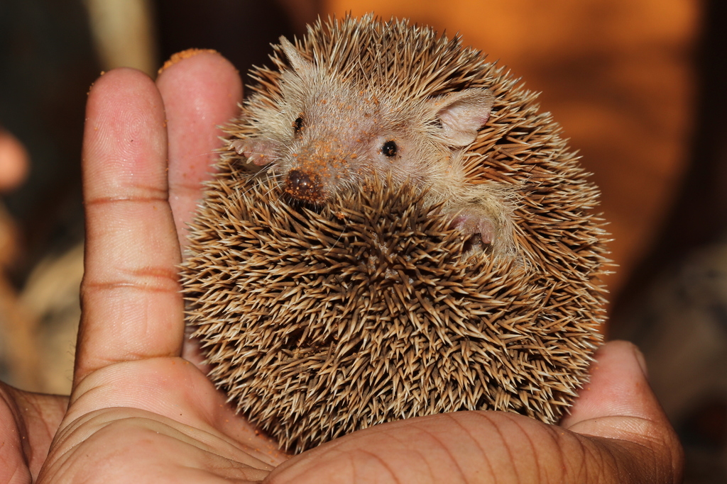 Lesser Hedgehog Tenrec (Echinops telfairi) - Know Your Mammals