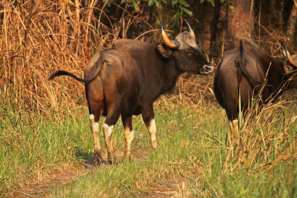 Gaur (Kanha National Park - Mammals) · iNaturalist