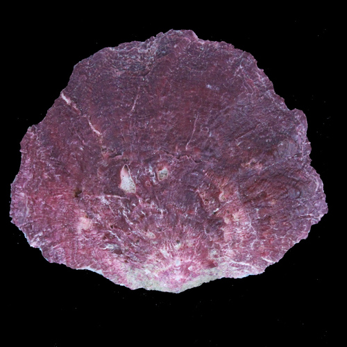 Genus Hyotissa · iNaturalist